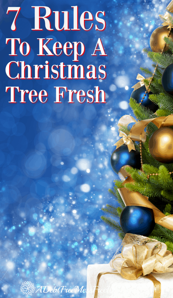 7 Rules To Keep A Christmas Tree Fresh All Season Long 7 Rules To Keep A Christmas Tree Fresh All Season Long
